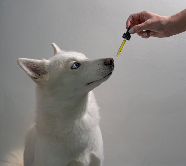 How CBD Affects the Dog's Brain – Equitanicals, LLC